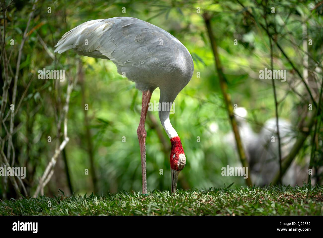 Red-crowned crane in the zoo in Phu Quoc, Vietnam Stock Photo - Alamy