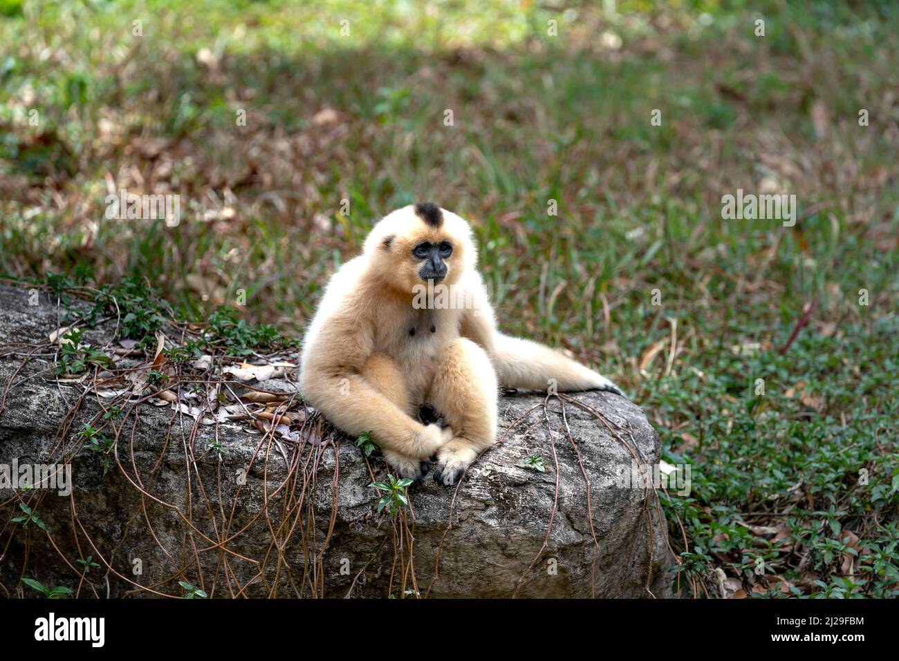 Monkey squirrels in the Vinpearl Safari zoo park on Phu Quoc Island ...