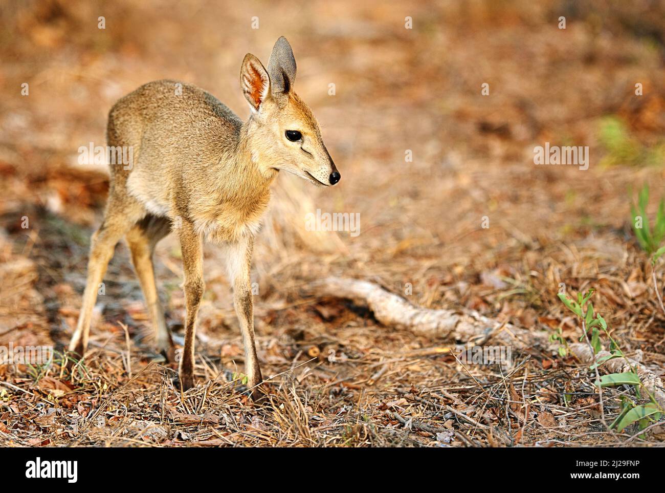 Learning to walk. Full length shot of a young Nyala on the plains of ...
