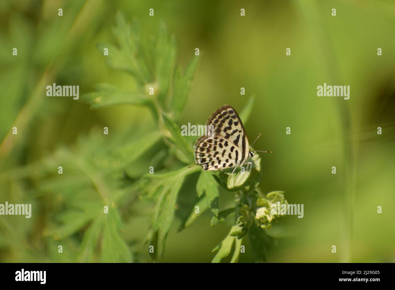 Himalayan butterfly hi-res stock photography and images - Alamy