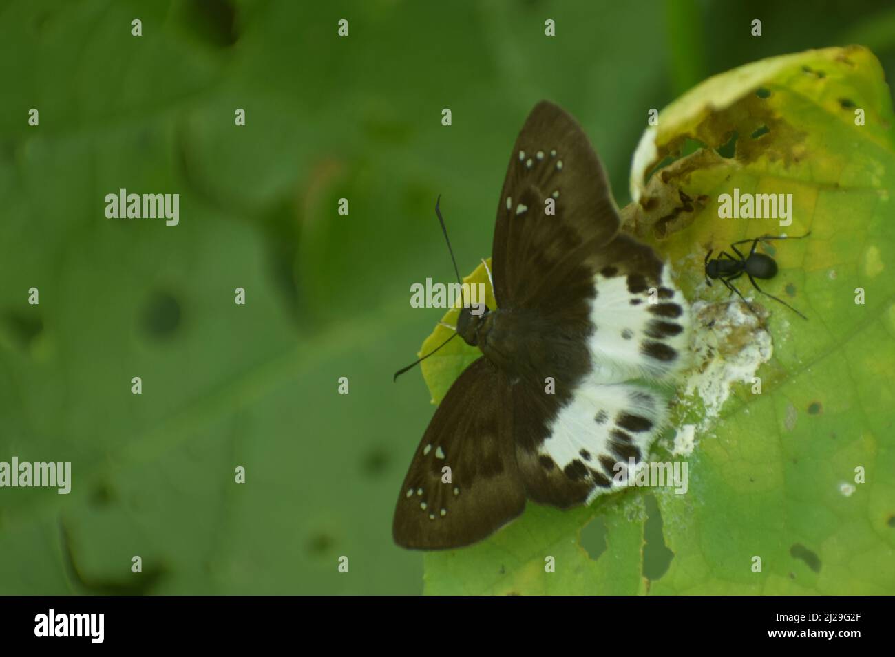 Beautiful butterfly sitting on green leaf. spotted snow flat ( tagiades ...