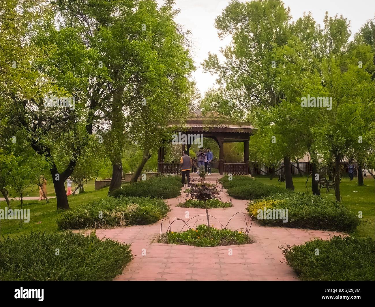 A greenery view of almond tress inside the badamwari Srinagar. March 30 ...