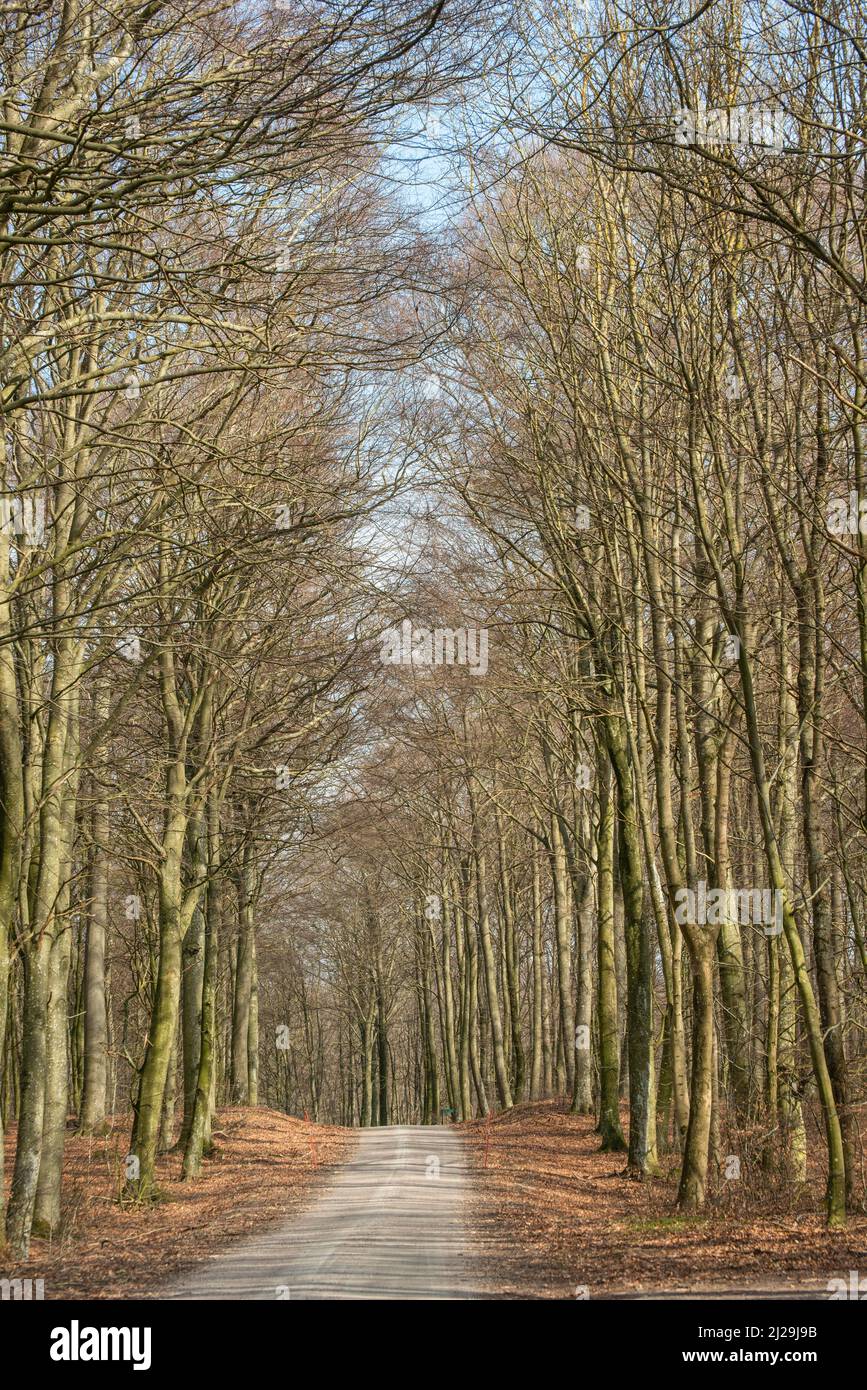 Beech (Fagus sylvatica) forest in springtime just before the foliation ...