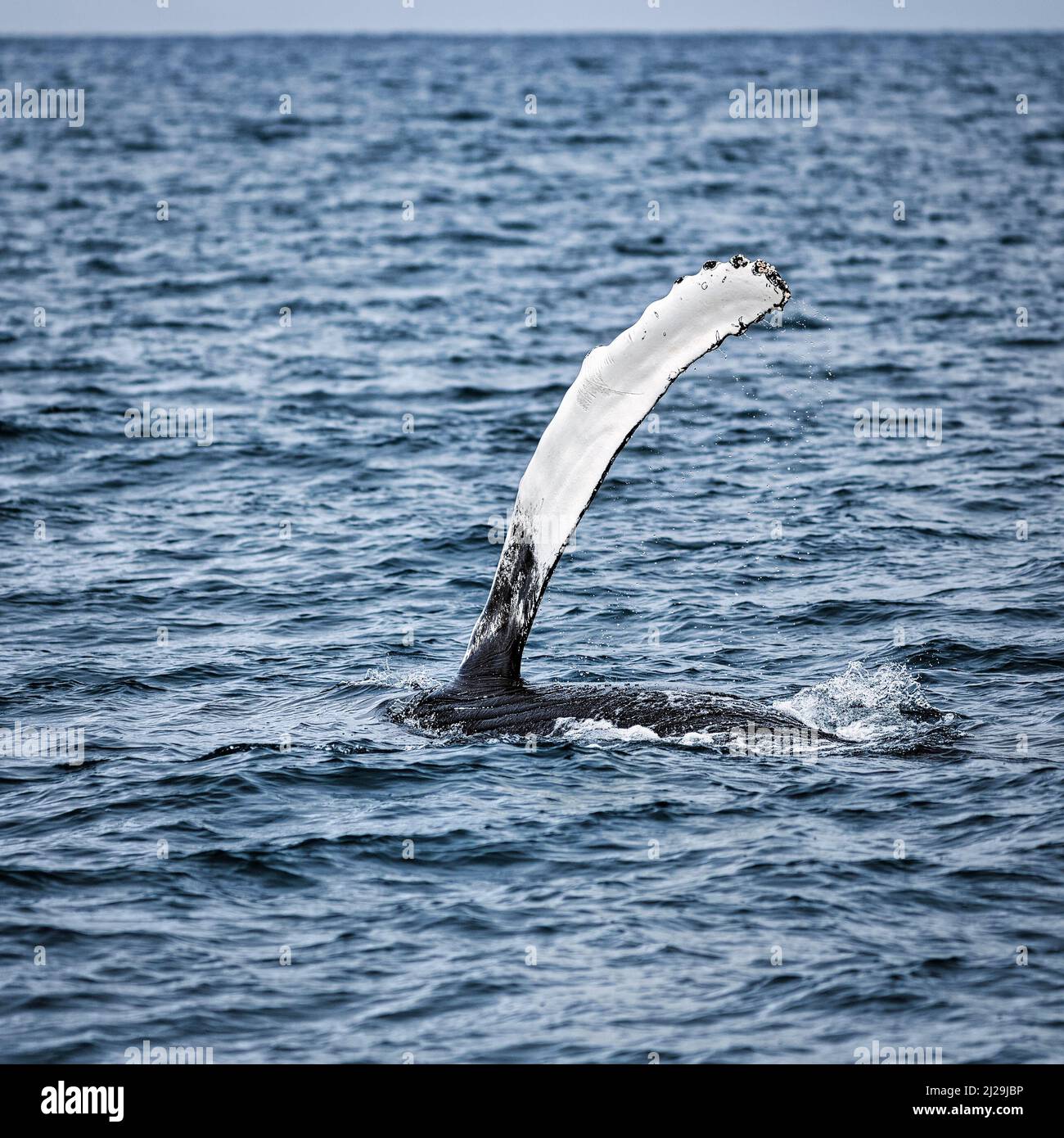 Humpback whale pectoral fin hi-res stock photography and images - Alamy