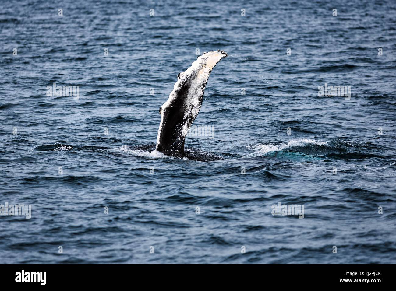 Humpback whale pectoral hi-res stock photography and images - Alamy