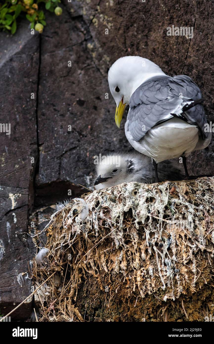 Kittiwake birds on rock hi-res stock photography and images - Alamy