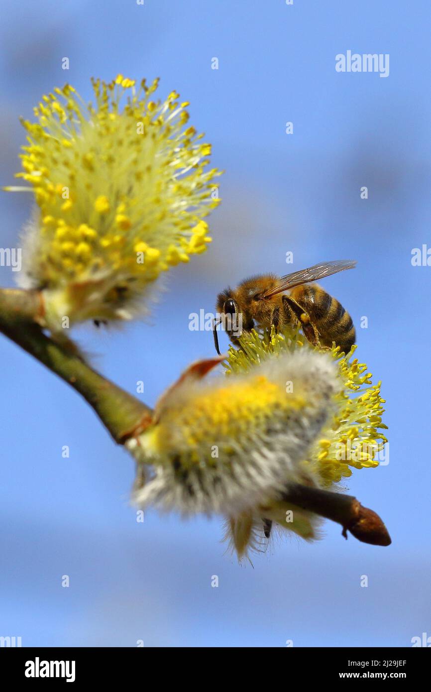 Honey bee (Apis mellifera) on flowering willow catkins, male flowers of ...