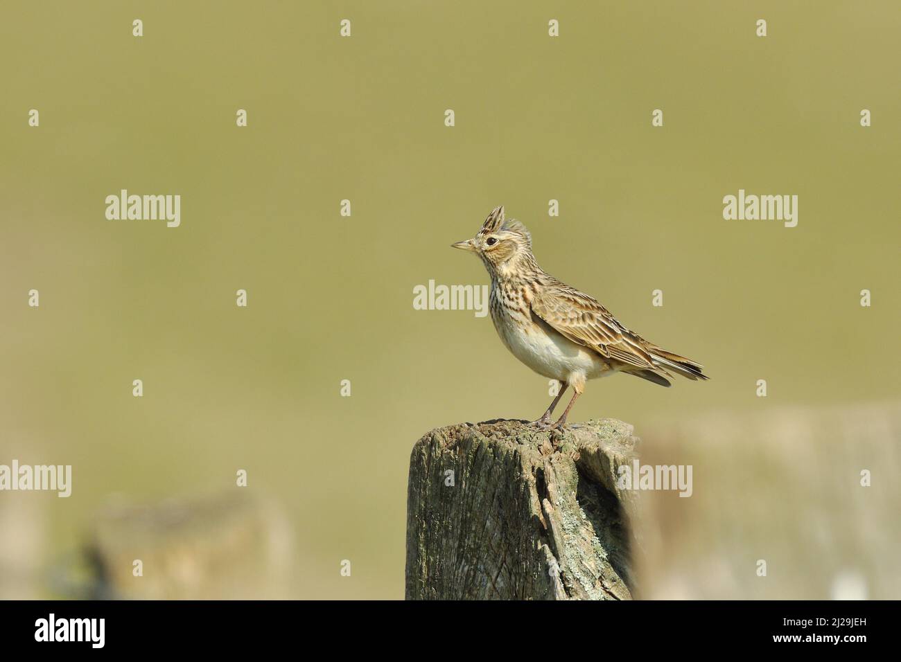 Skylark on fence hi-res stock photography and images - Alamy