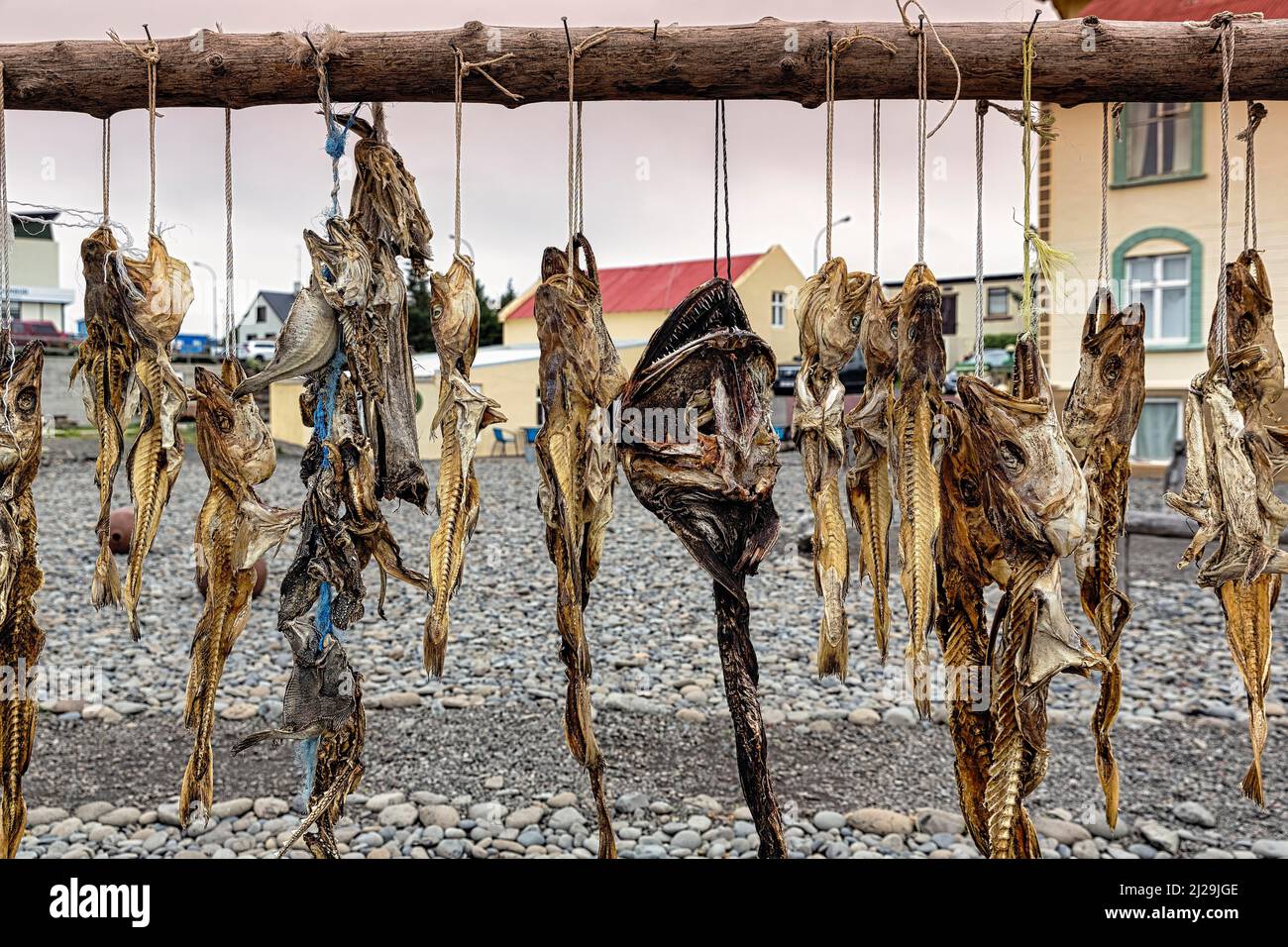 Row of fish hi-res stock photography and images - Alamy