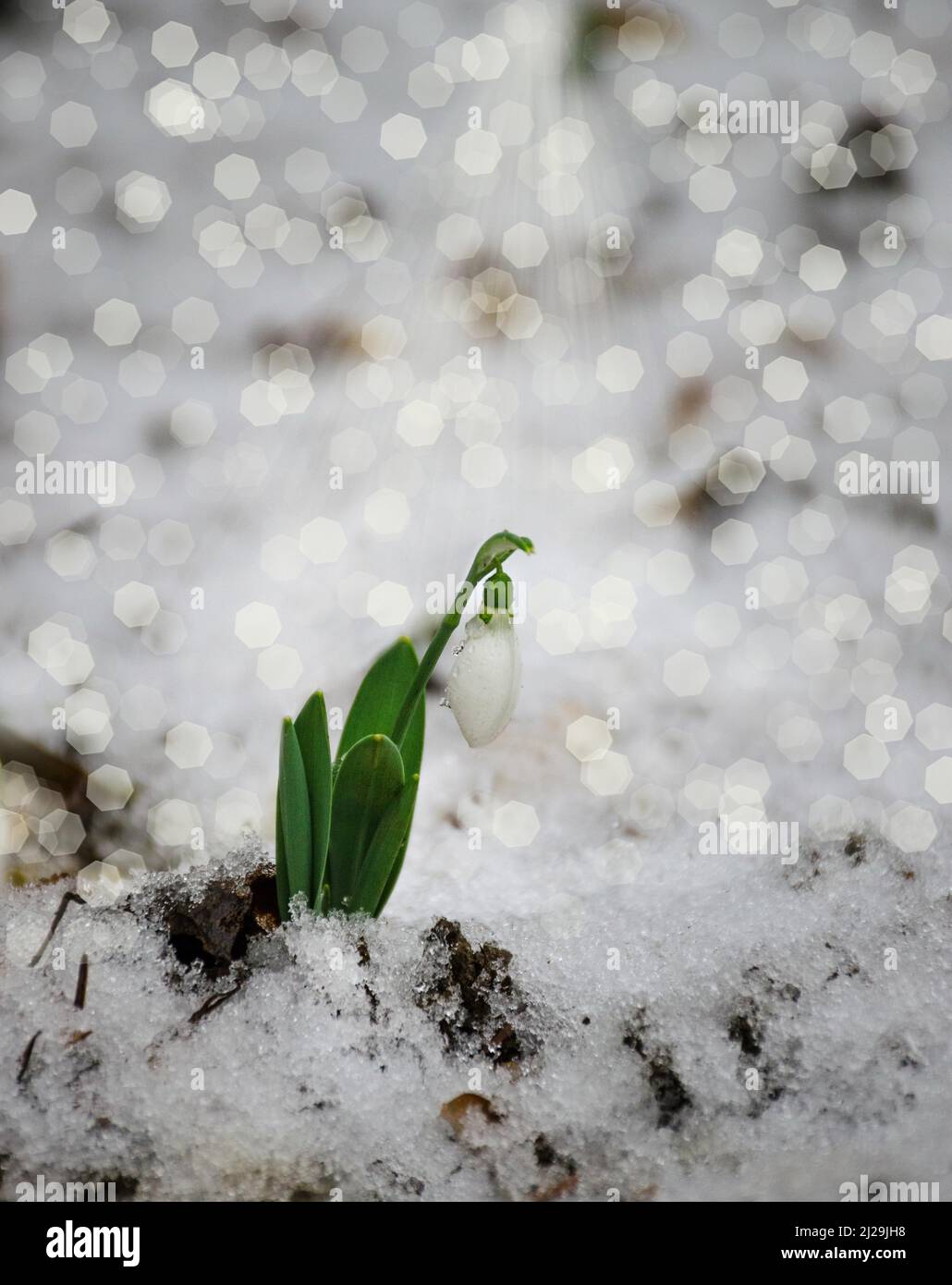 White and snowdrop flower, in snow, early spring, selective focus Stock ...