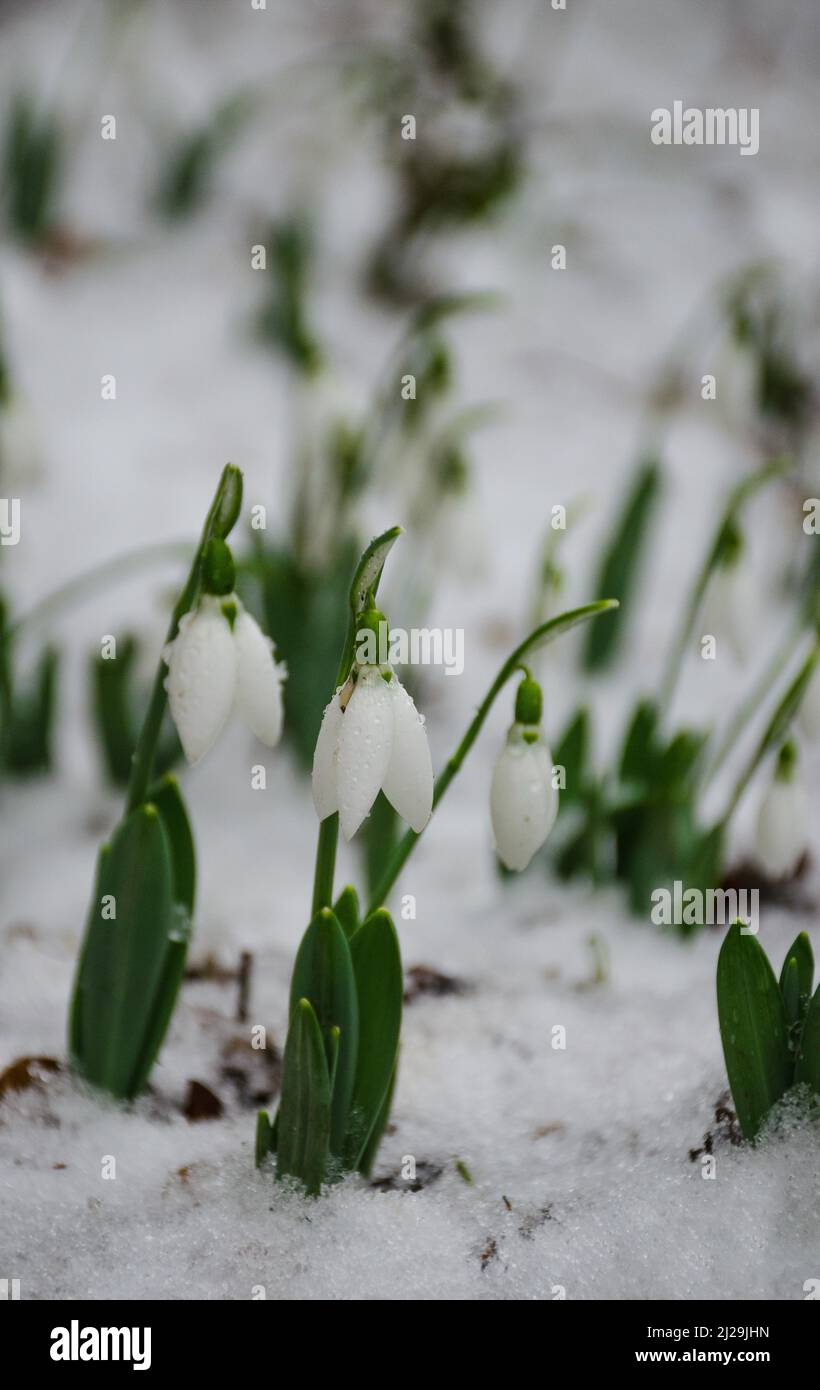 White and snowdrop flower, in snow, early spring, selective focus Stock ...
