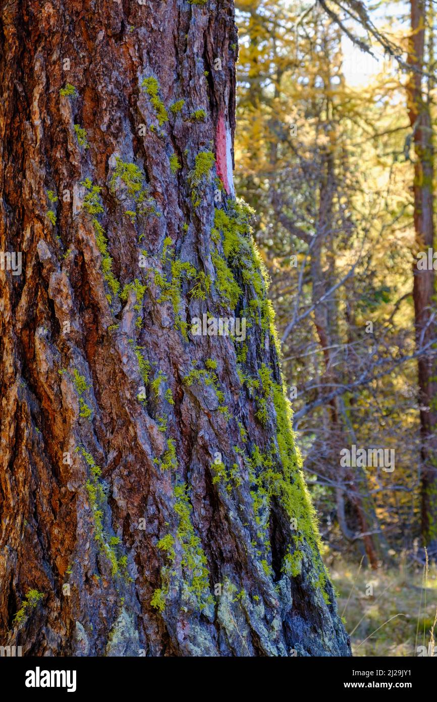 Autumn larch forest, along the Plima Gorge Trail, Stilfser Joch ...