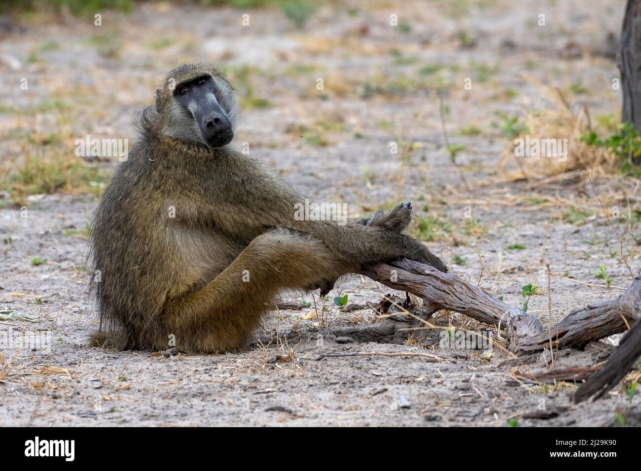 Chacma baboon (Papio ursinus) or chakma, eye contact, Moremi Game ...