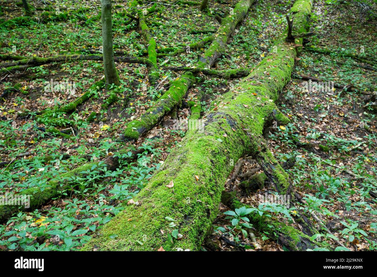 Dead moss-covered Common beech (Fagus sylvatica), deadwood, Hainich ...