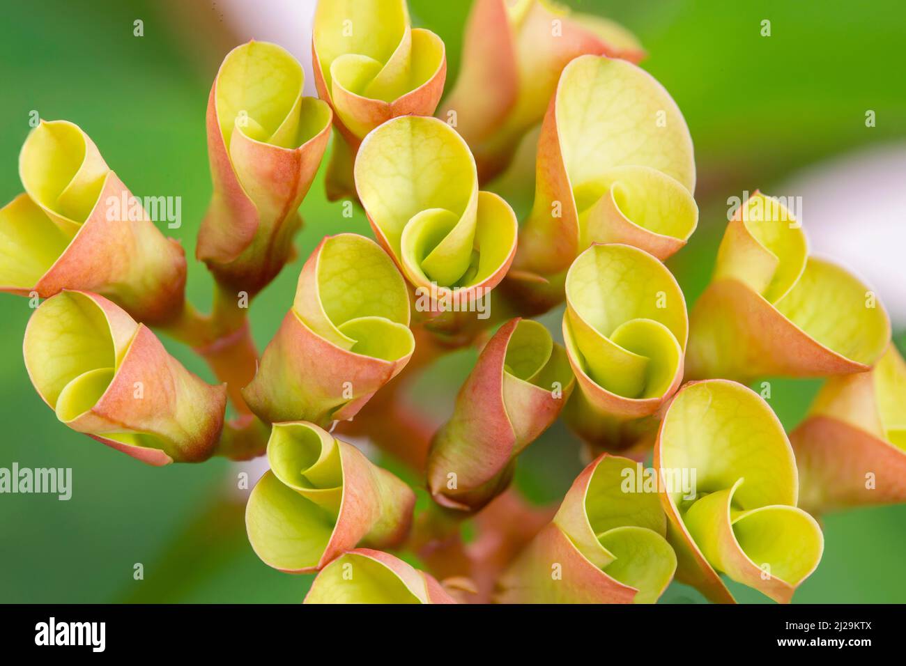 Crown of thorns, also known as Christ plant or Christ thorn, is a ...