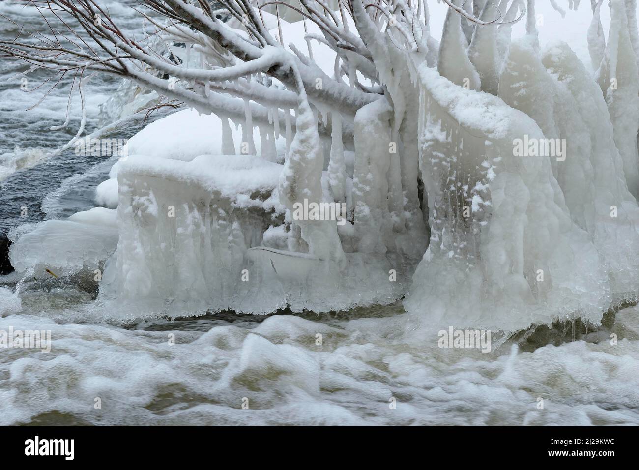 Bush covered with ice, Chateauguay River, Province of Quebec, Canada ...