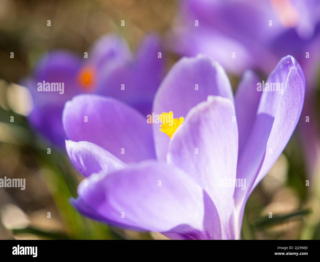 Woodland crocus (Crocus tommasinianus), Leoben, Styria, Austria Stock ...