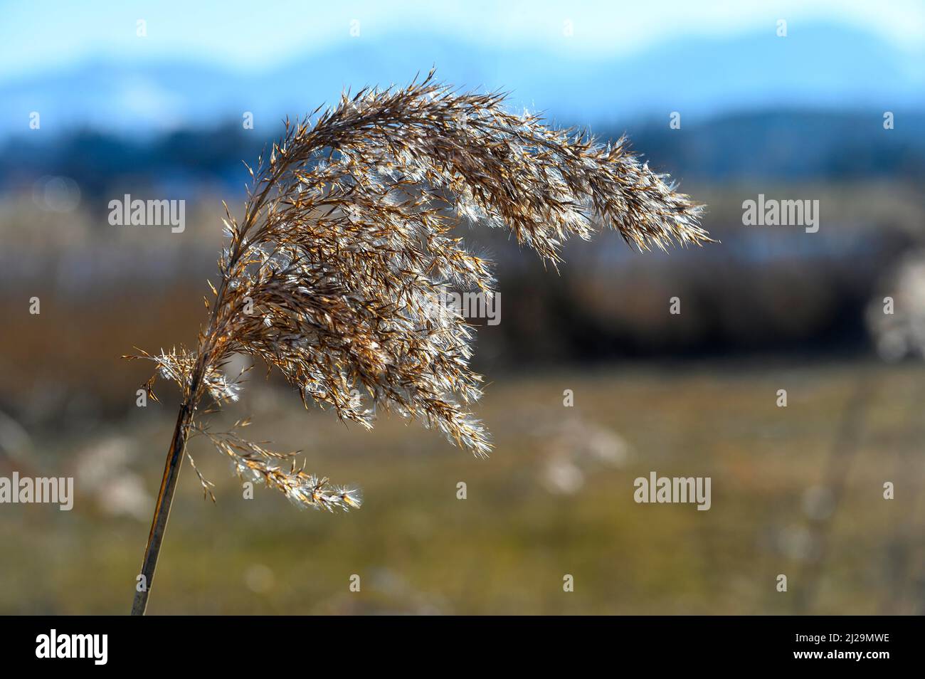 Common reed (Phragmites australis), at Niedersonthofener See, Allgaeu ...