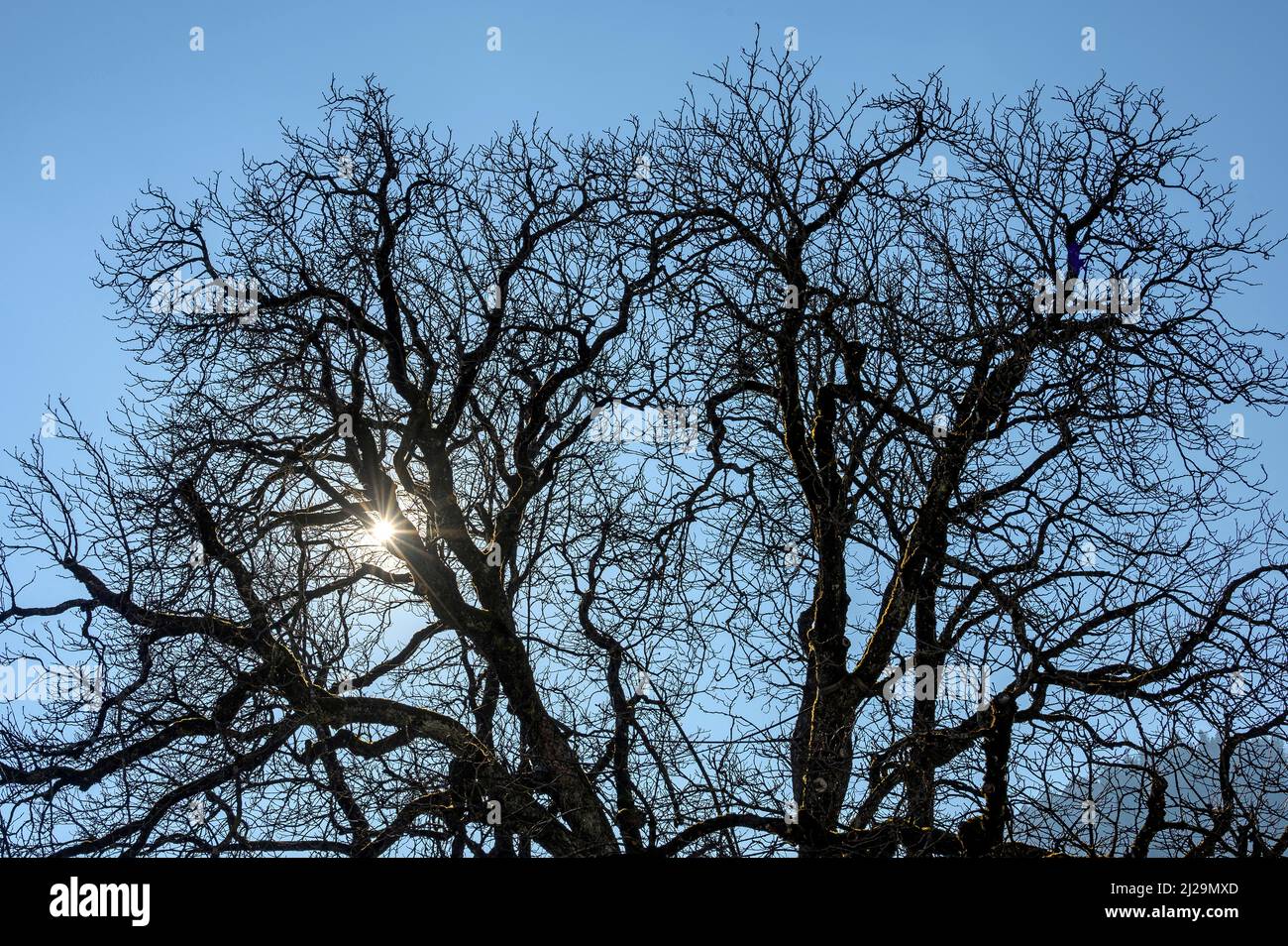 Knotty branches hi-res stock photography and images - Alamy