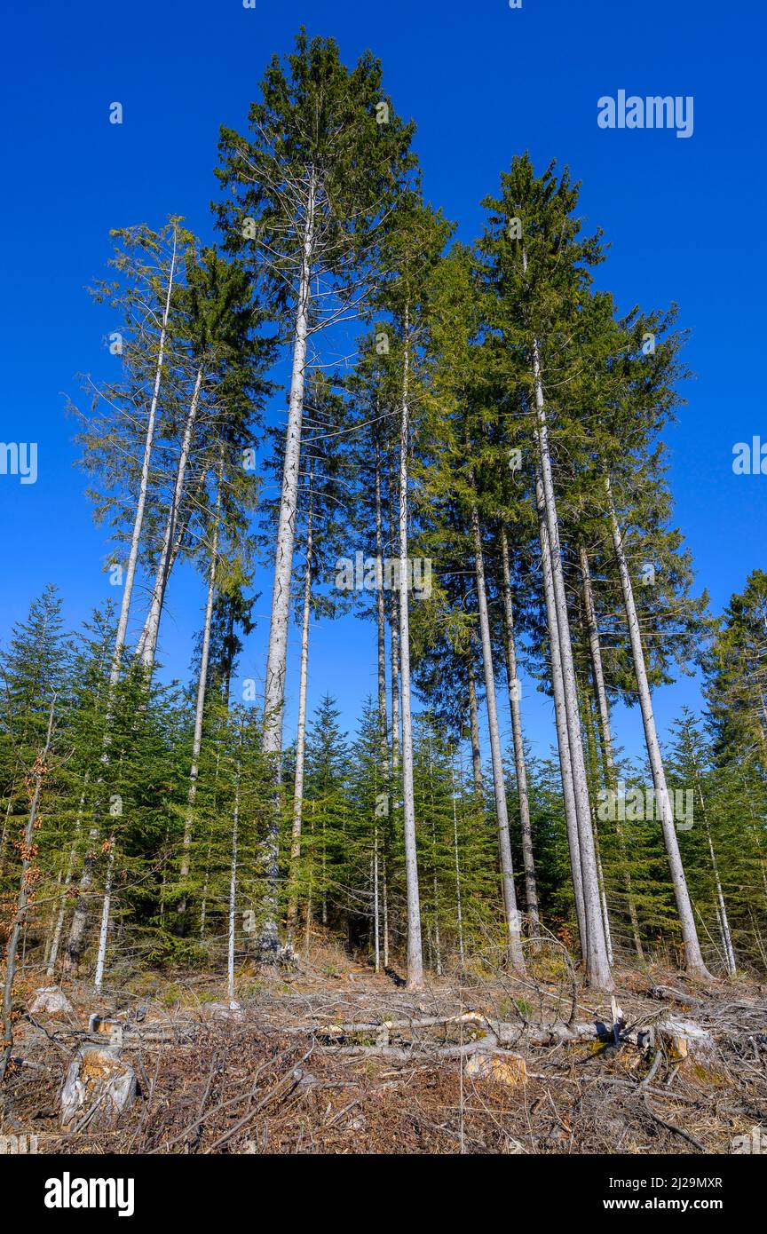 Typical pole forest, monoculture, near Kempten, Allgaeu, Bavaria ...