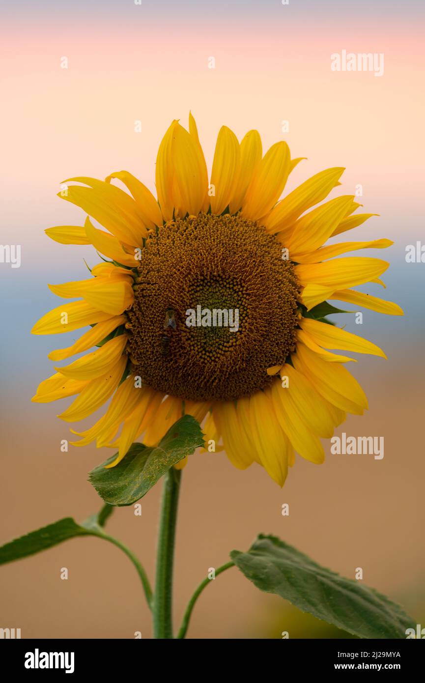 Sunflower (Helianthus annuus), in front of beautiful colour gradient ...