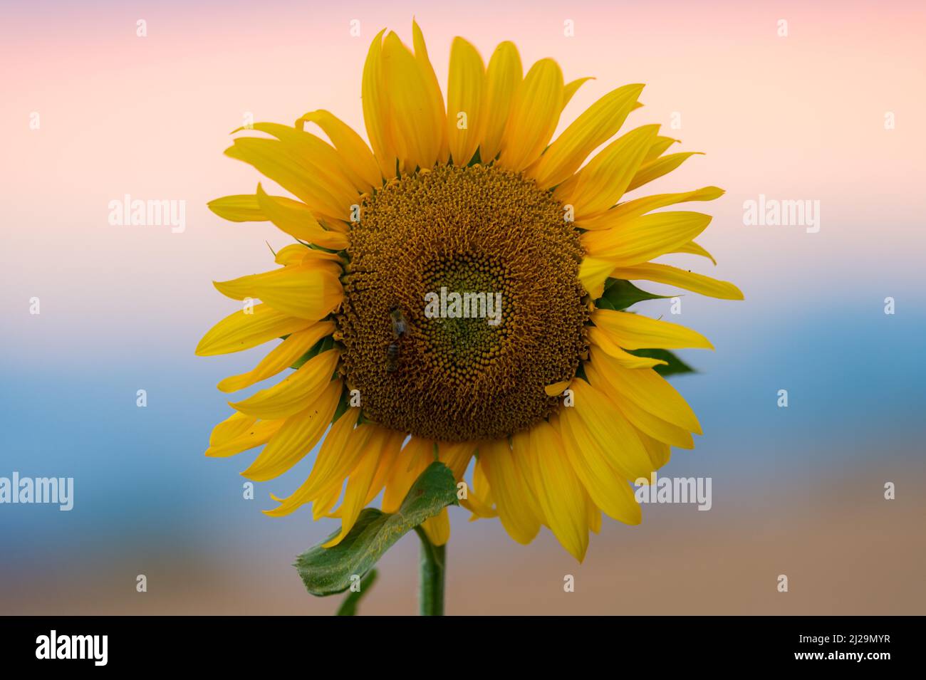 Sunflower (Helianthus annuus), in front of beautiful colour gradient ...