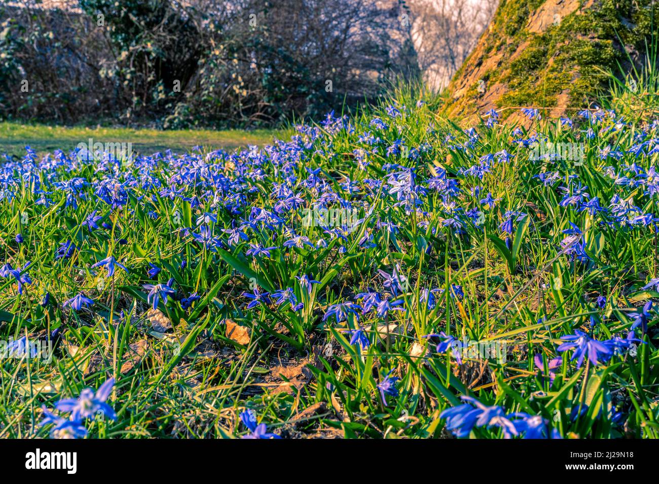 Many squills (Scilla) on the meadow in spring, Hanover, Lower Saxony ...