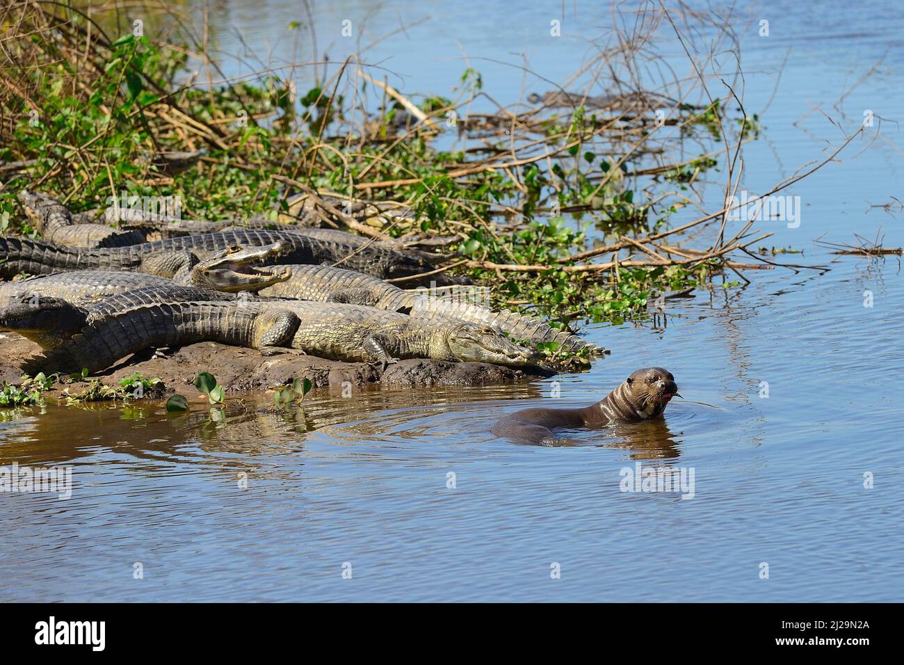 Giant Otter Vs Crocodile