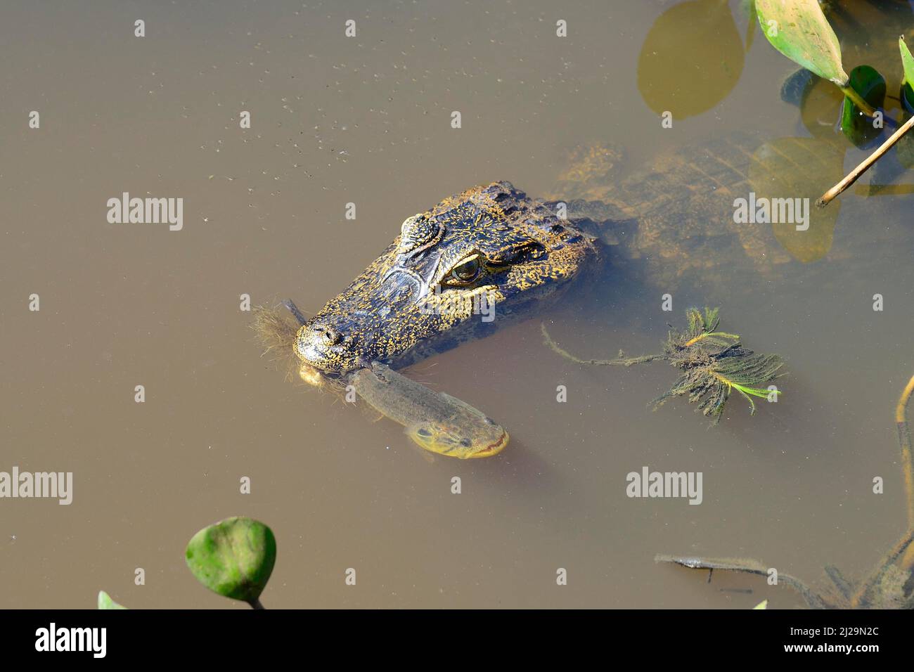Yacare caiman (Caiman yacare) with fish in its mouth, Pantanal, Mato ...