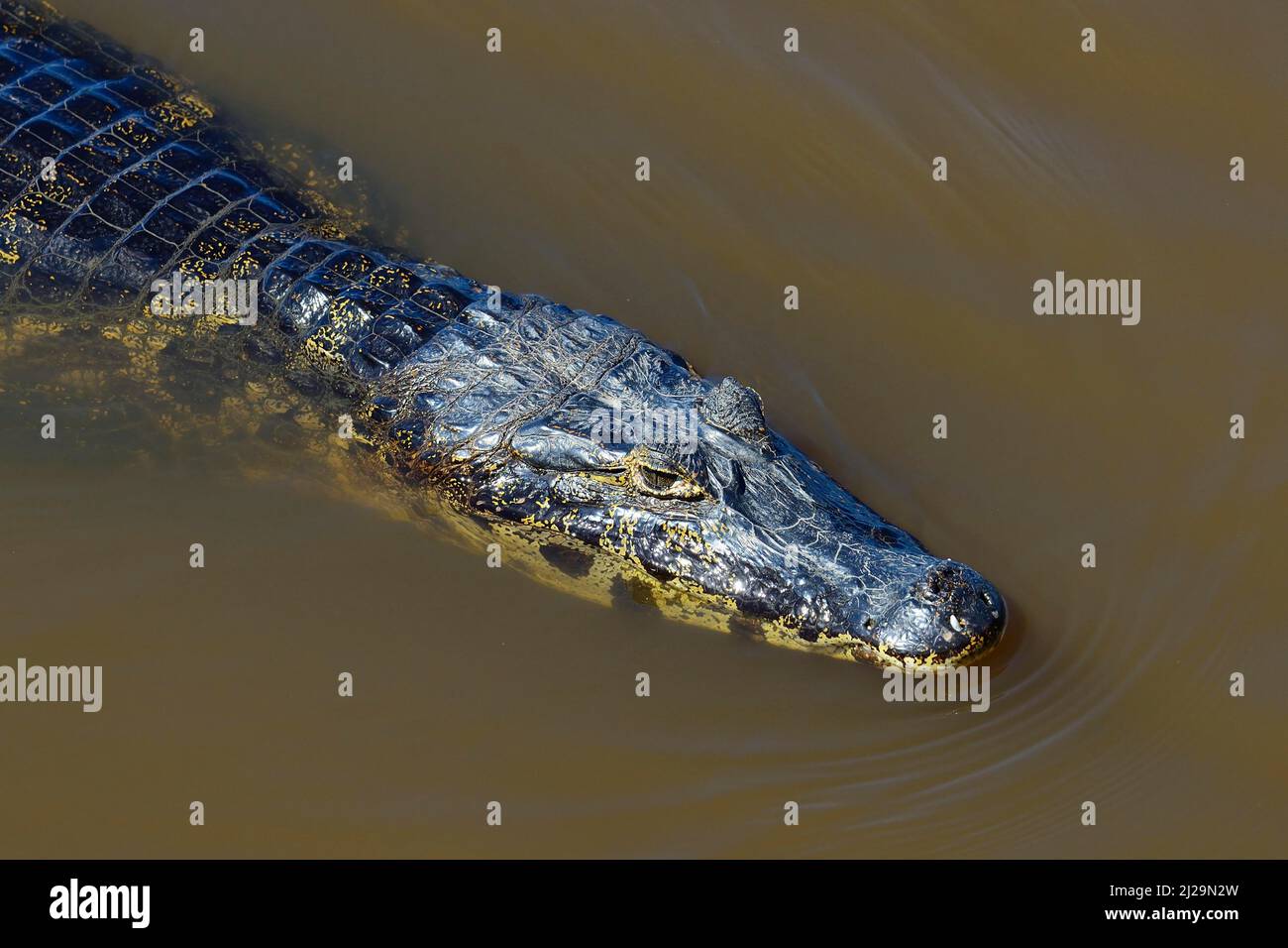 Yacare caiman (Caiman yacare) swimming in murky water, portrait ...