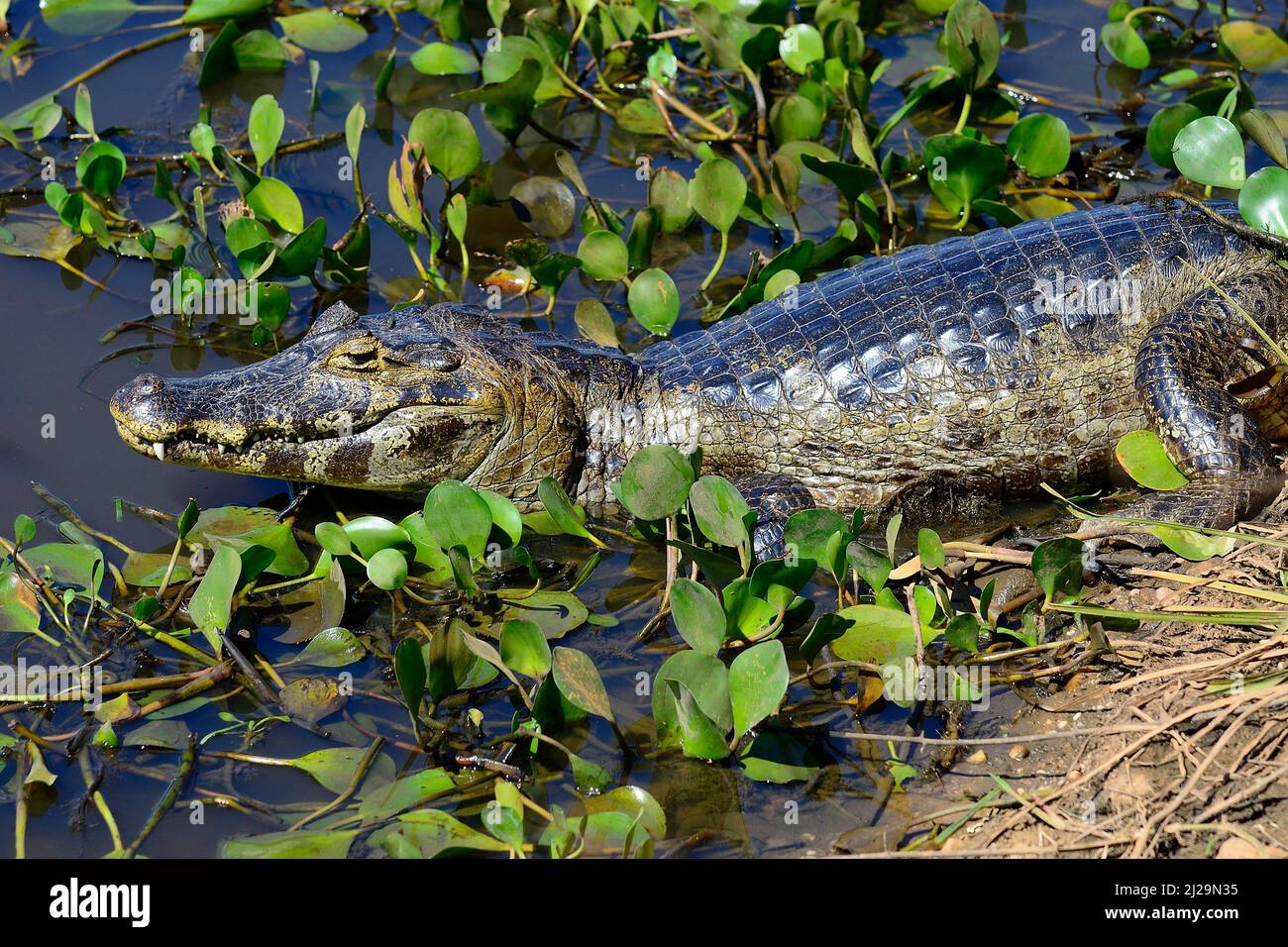 Yacare caiman (Caiman yacare) among water hyacinths, Pantanal, Mato ...