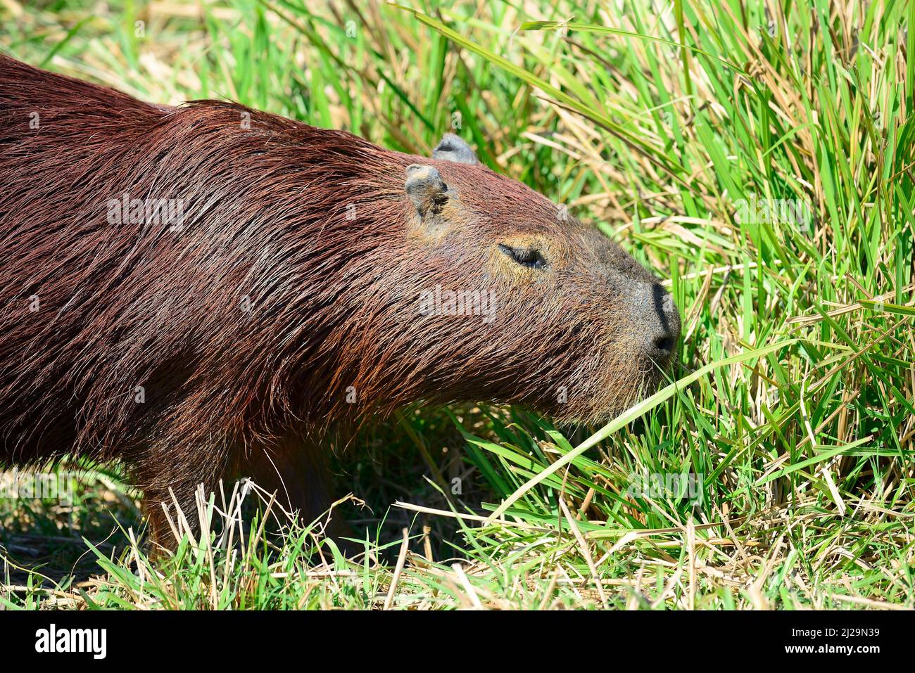 Capybara (Hydrochoerus hydrochaeris) or capybara feeding, Pantanal ...