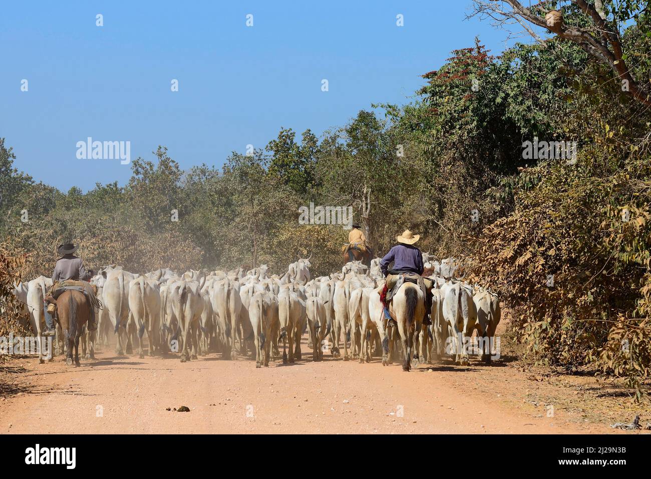 Vaqueiros do pantanal hi-res stock photography and images - Alamy