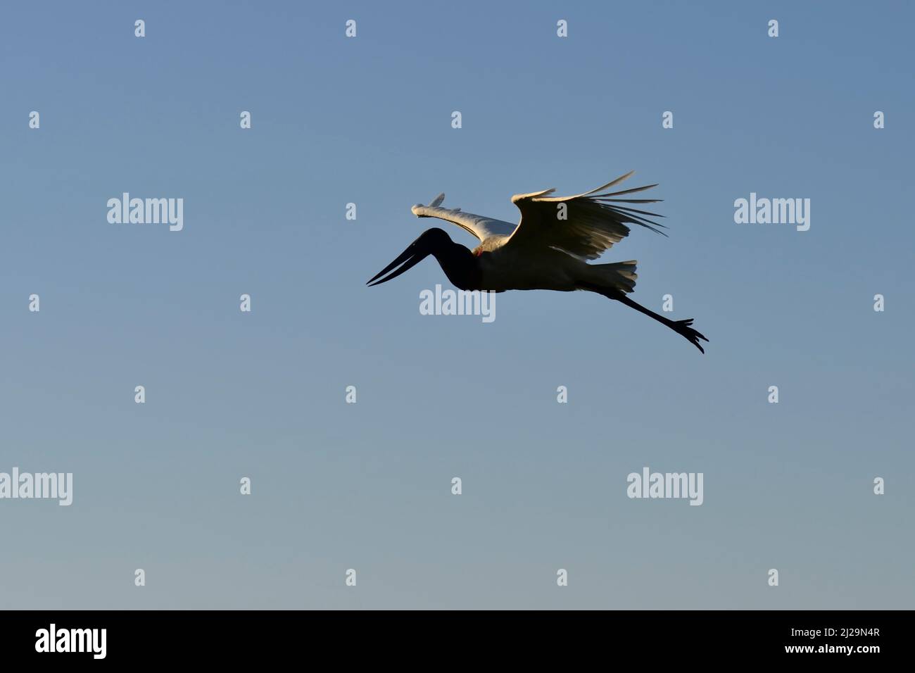 Flying jabiru (Jabiru mycteria) in the backlight. Pantanal, Mato Grosso ...