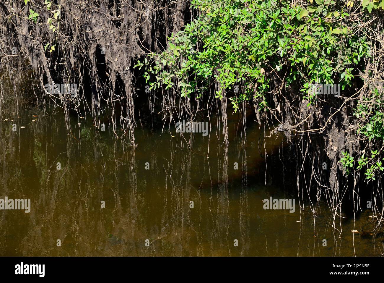 Mangroves in the water hi-res stock photography and images - Alamy