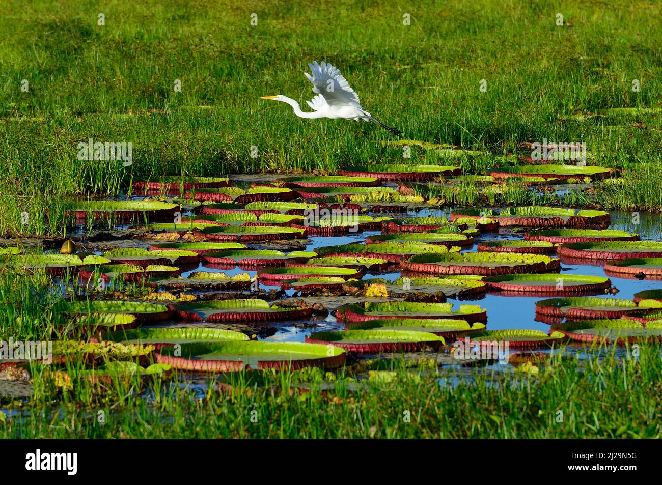 Great egret (Ardea alba) flying over amazon water lily (Victoria ...
