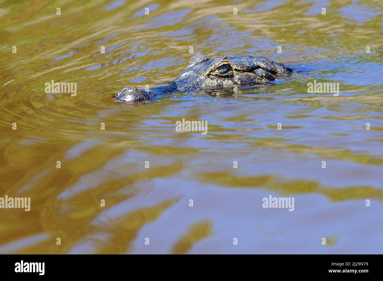 Swimming yacare caiman (Caiman yacare), portrait, Pantanal, Mato Grosso ...