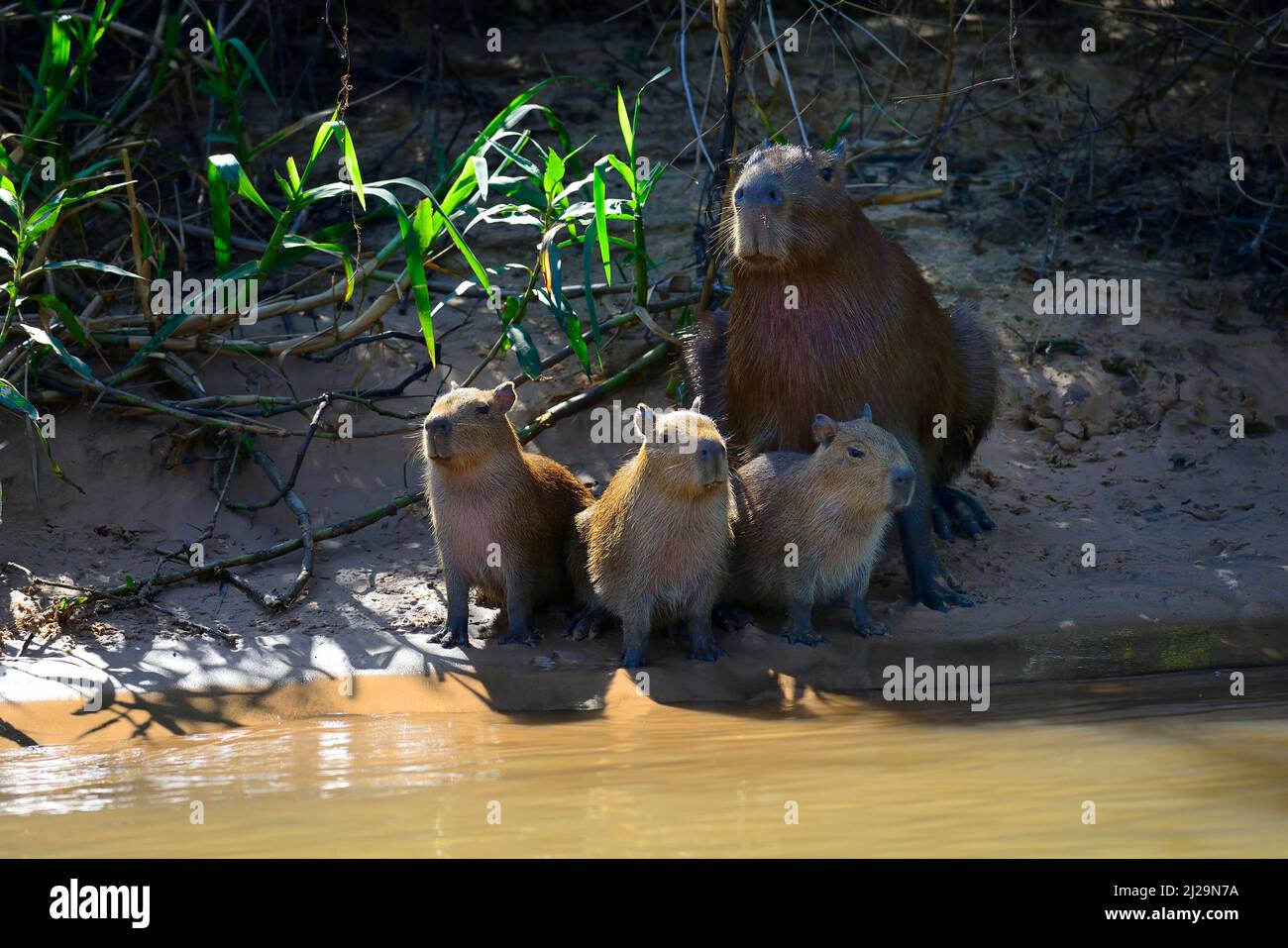 Capybaras (Hydrochoerus hydrochaeris), mother animal with three ...