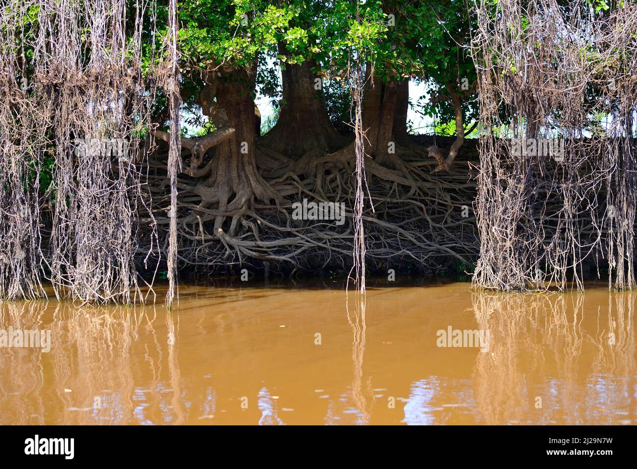 Dense vegetation on the banks of the Rio Sao Lourenco, Pantanal, Mato ...