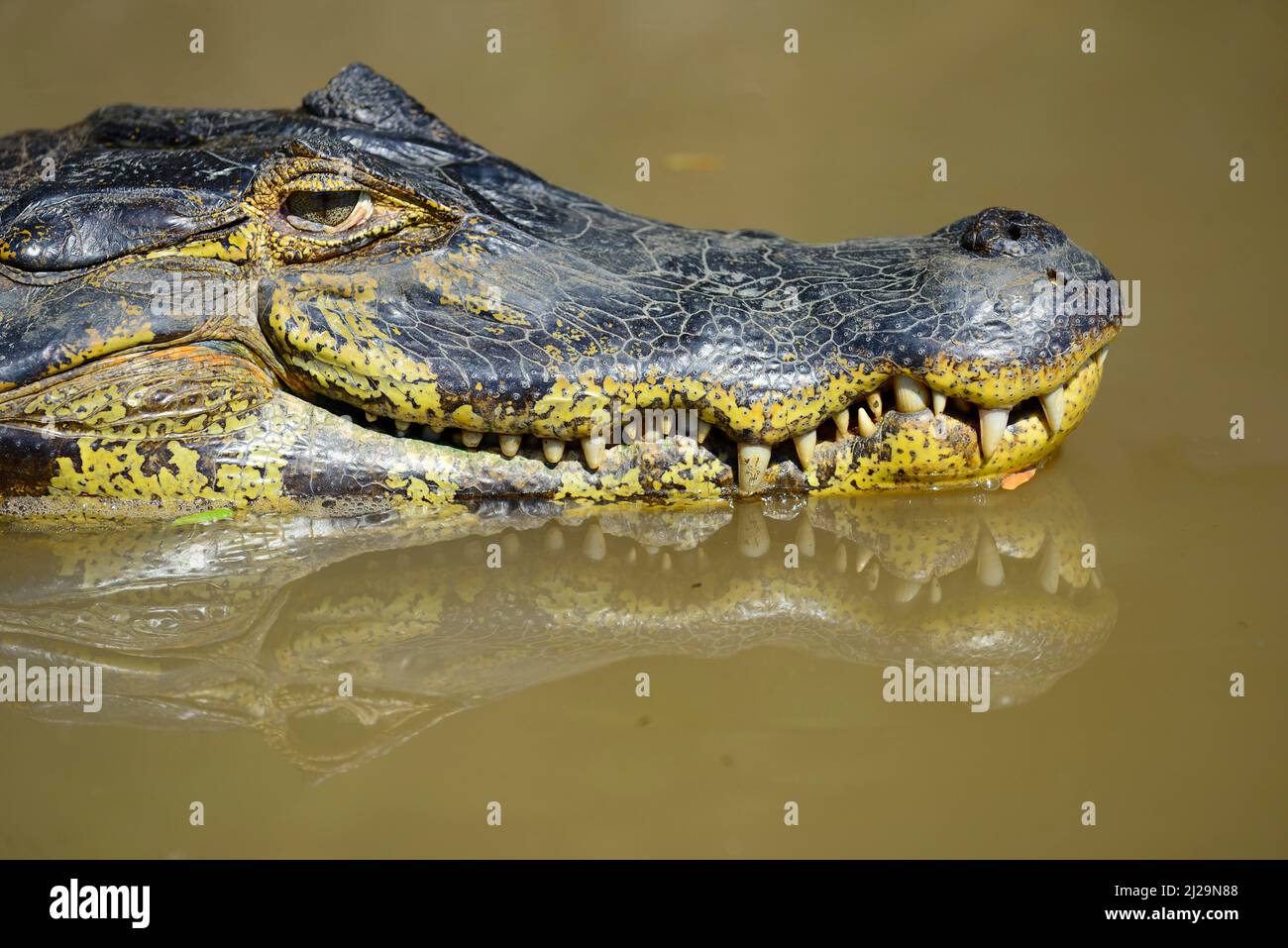 Swimming yacare caiman (Caiman yacare), portrait, Pantanal, Mato Grosso ...