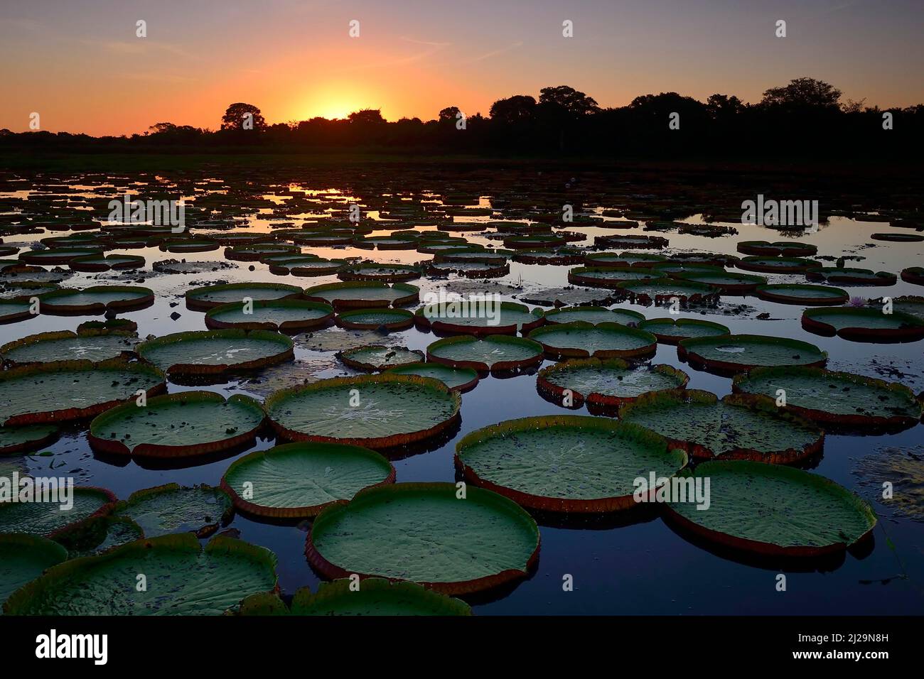 Sunset over a pond with amazon water lily (Victoria amazonica ...