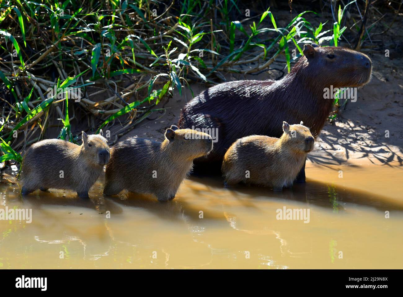 Capybaras (Hydrochoerus hydrochaeris), mother animal with three ...