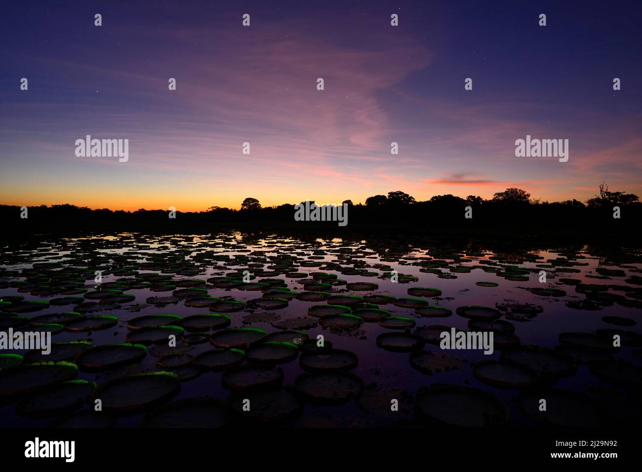 Sunset over a pond with amazon water lily (Victoria amazonica ...