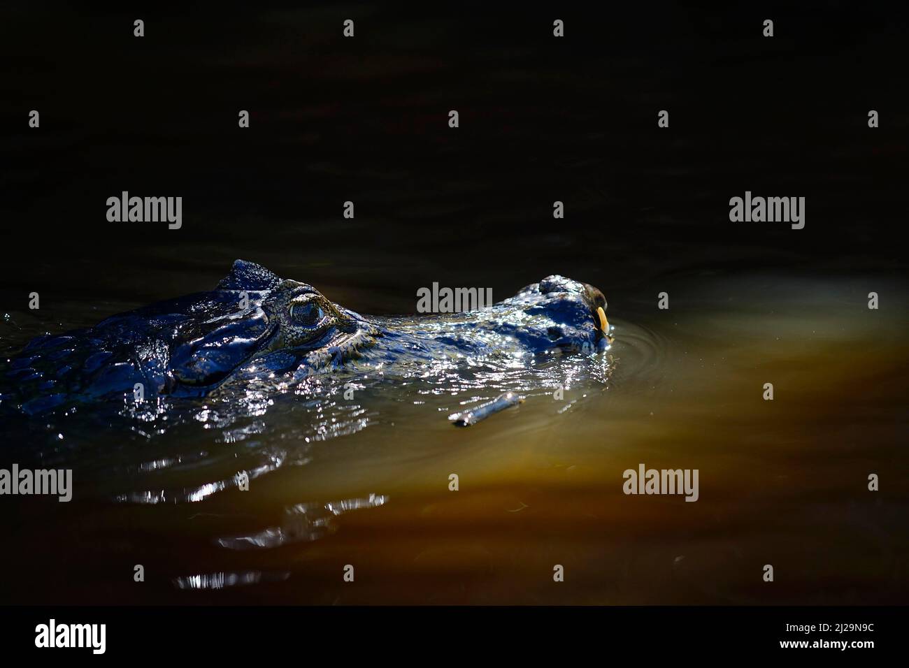 Swimming yacare caiman (Caiman yacare), portrait, Pantanal, Mato Grosso ...