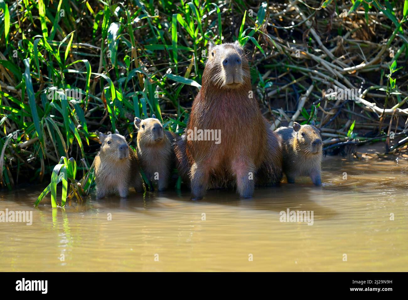 Capybaras (Hydrochoerus hydrochaeris) or capybaras, mother with three ...