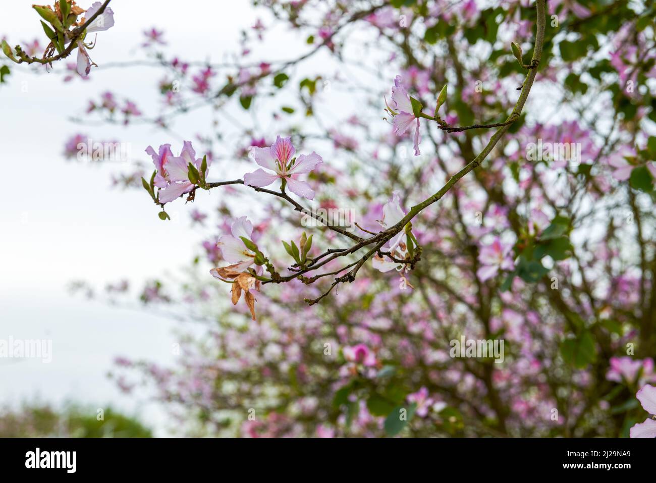 Close-up of beautiful blooming Bauhinia flowers planted on the side of ...