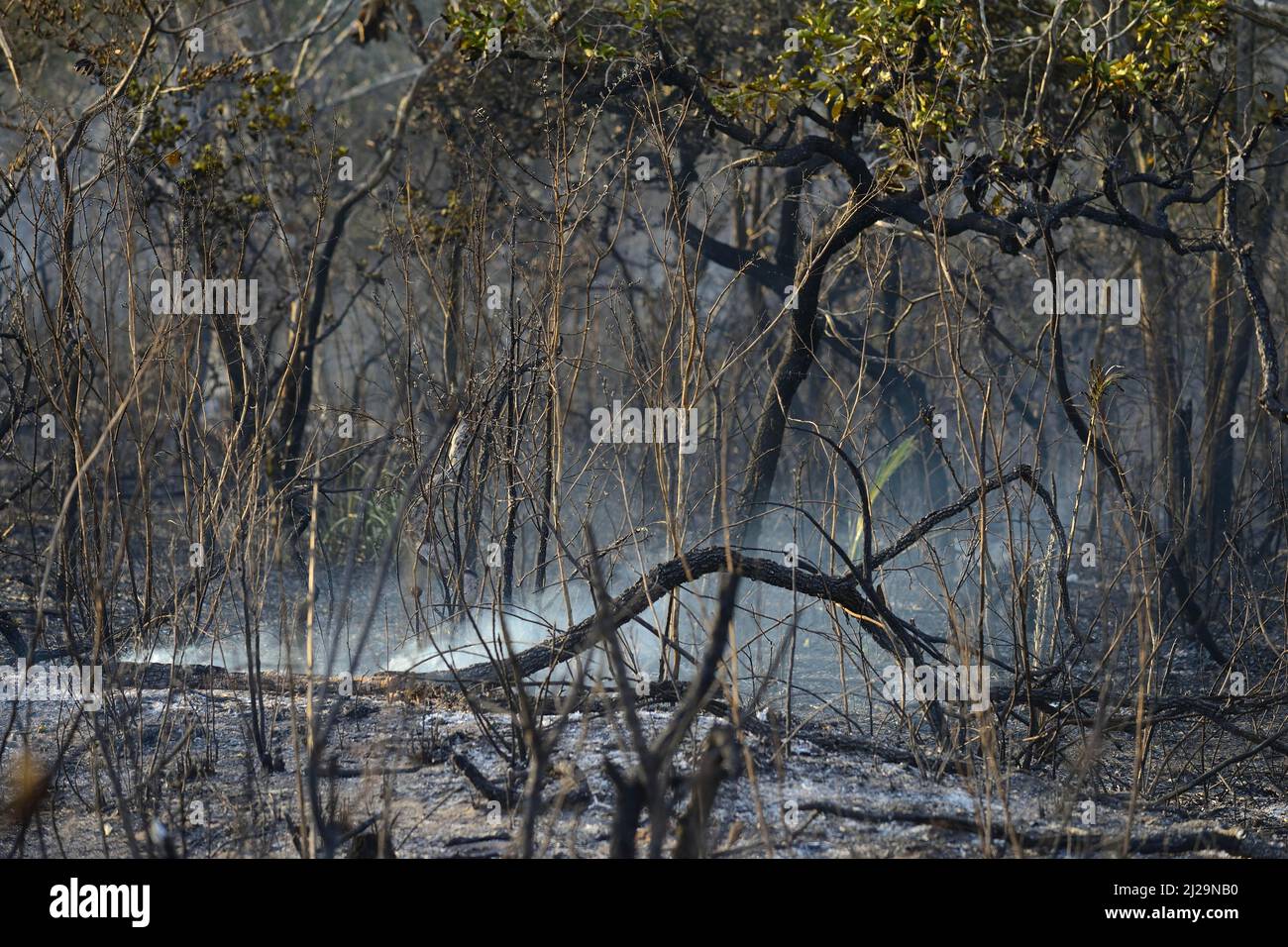 Charred vegetation after a bushfire, Chapada dos Guimaraes NP, Mato ...