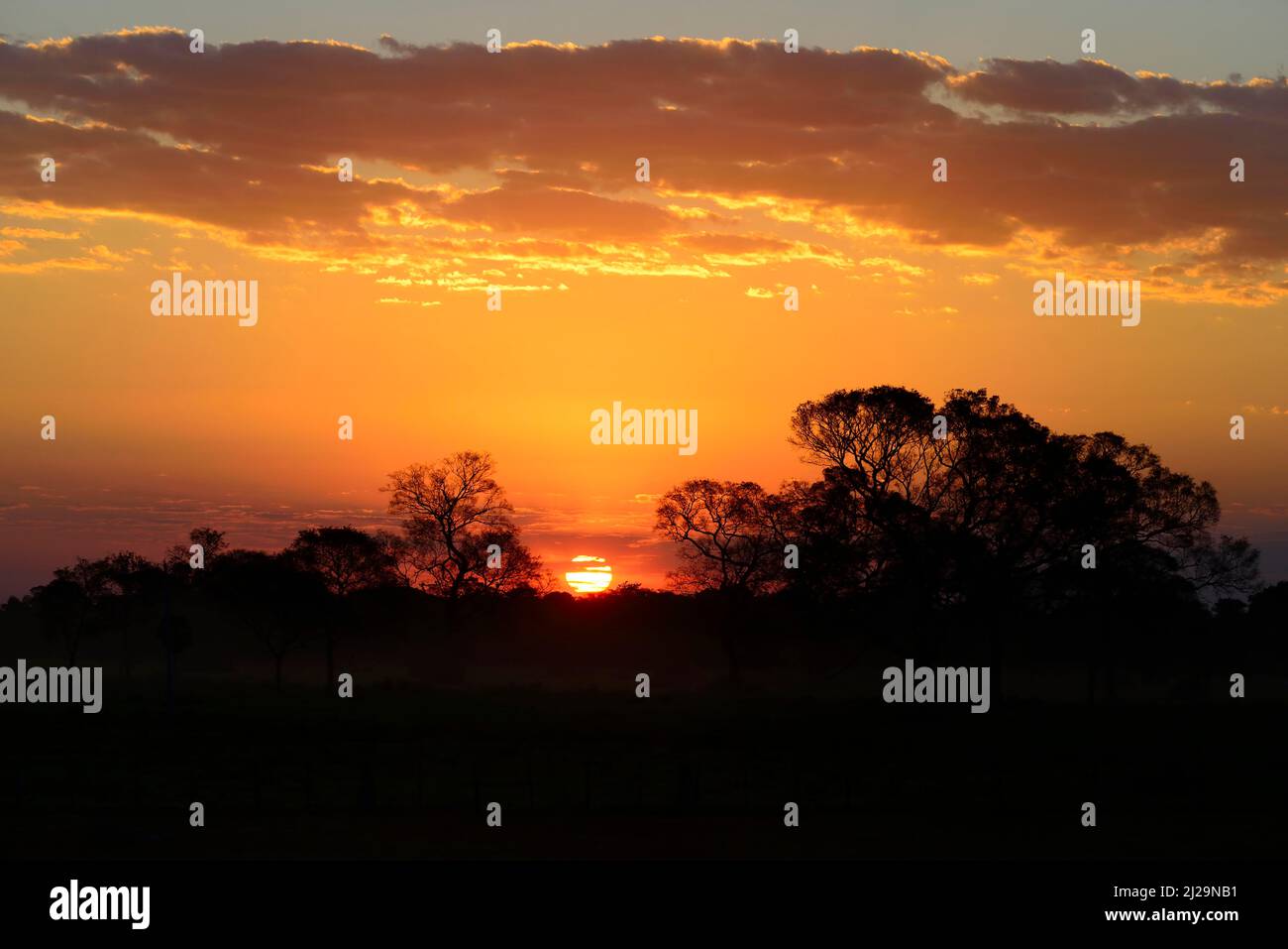 Sunset with clouds over treetops, Pantanal, Mato Grosso, Brazil Stock ...