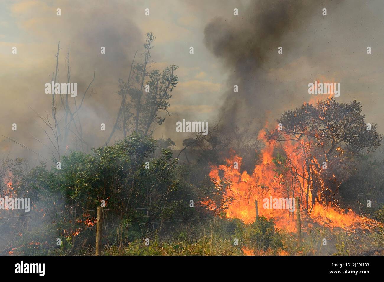 Burning vegetation in a bushfire, Chapada dos Guimaraes NP, Mato Grosso ...