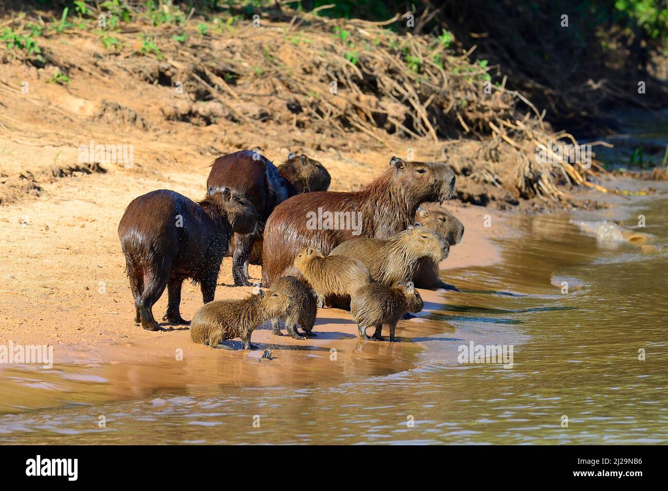 Capybaras (Hydrochoerus hydrochaeris) or capybaras on the shore ...